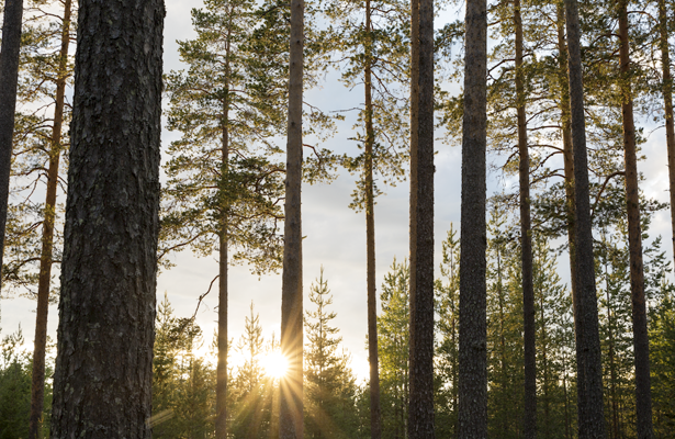 Bærekraft - Norra Timber